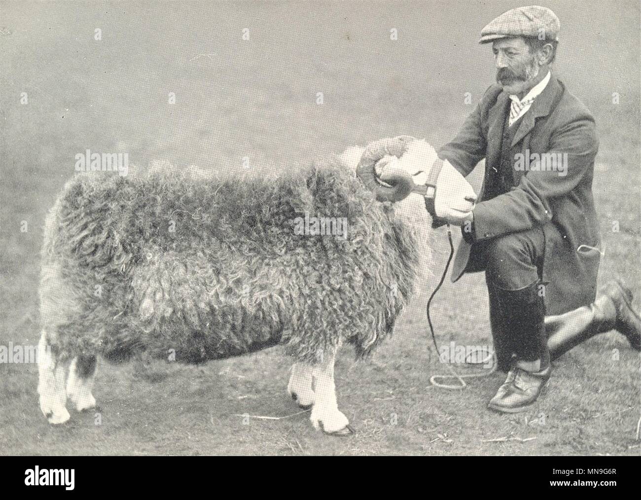 SHEEP. Herdwick Ram-"King Moor 3rd" 1st prize winner, Royal show, 1907 ...