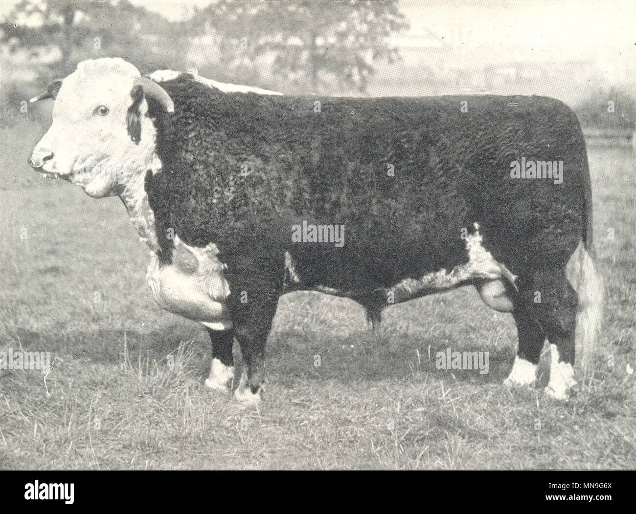 CATTLE. Hereford Bull "Cameronian" 1st & champion, RASE show 1906 1912 ...