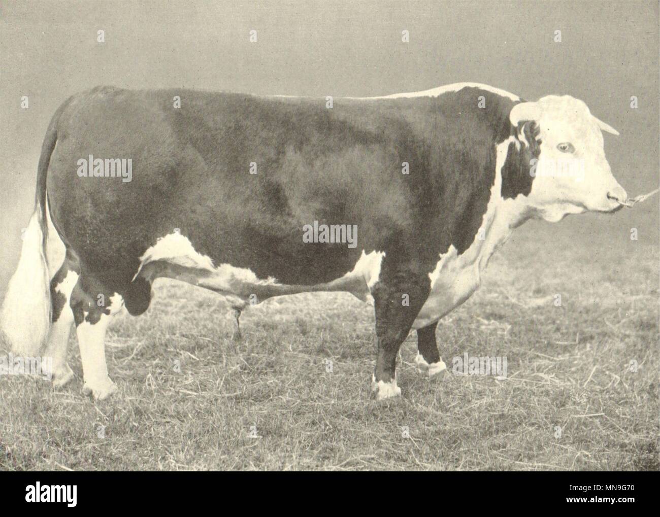 CATTLE. Hereford Bull "Fire King" 1st & champion, Park Royal, 1905 1912 ...