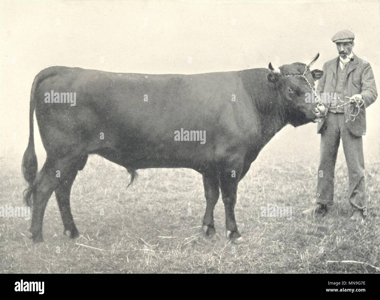 CATTLE. Kerry Bull "Mancha Gordon" Champion RASE show 1904 1912 old ...