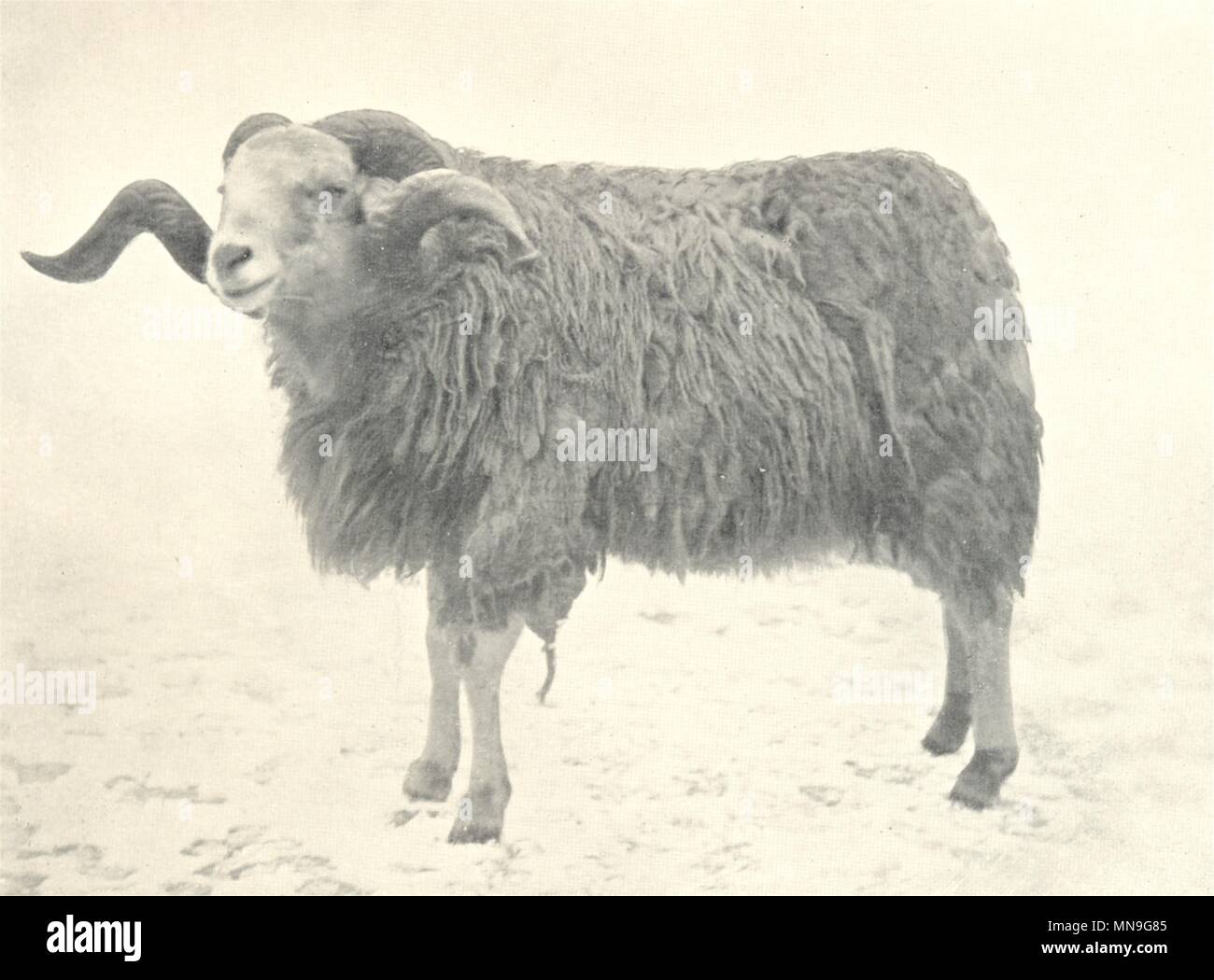 SHEEP. Hunia Fighting Ram India Brought. . Prince Wales Nepal 1912 old ...