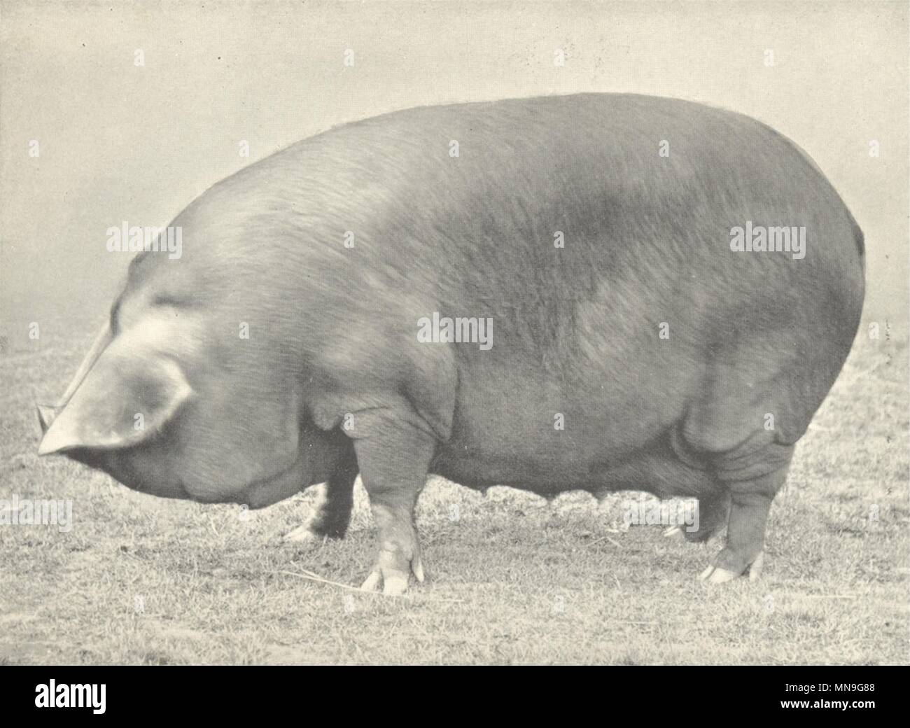 BLACK SOW. "Treveglos Hopeful" winner prize Challenge cup, RASE. show ...