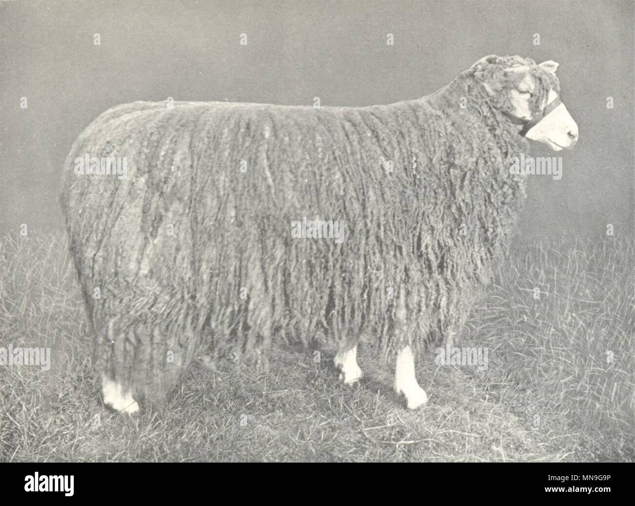 Lincoln sheep hi-res stock photography and images - Alamy