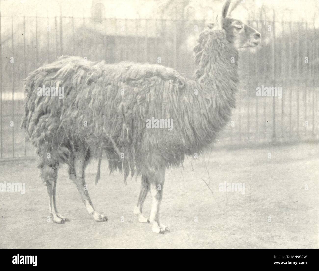 LLAMAS. Llama 1912 old antique vintage print picture Stock Photo - Alamy