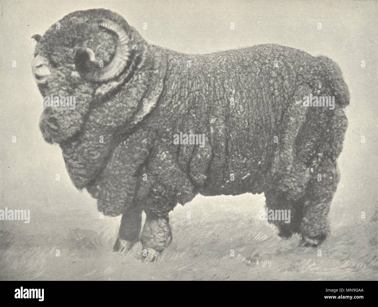 SHEEP. Famous Australian Merino Ram-"President" Sold 1896 1600 g. 1912 ...