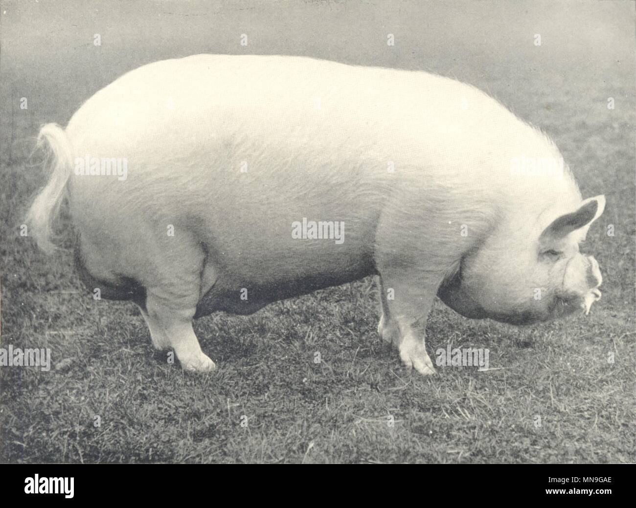 MIDDLE WHITE BOAR. "Walton Turret 7th. RASE show prizewinner 1905 1912 ...