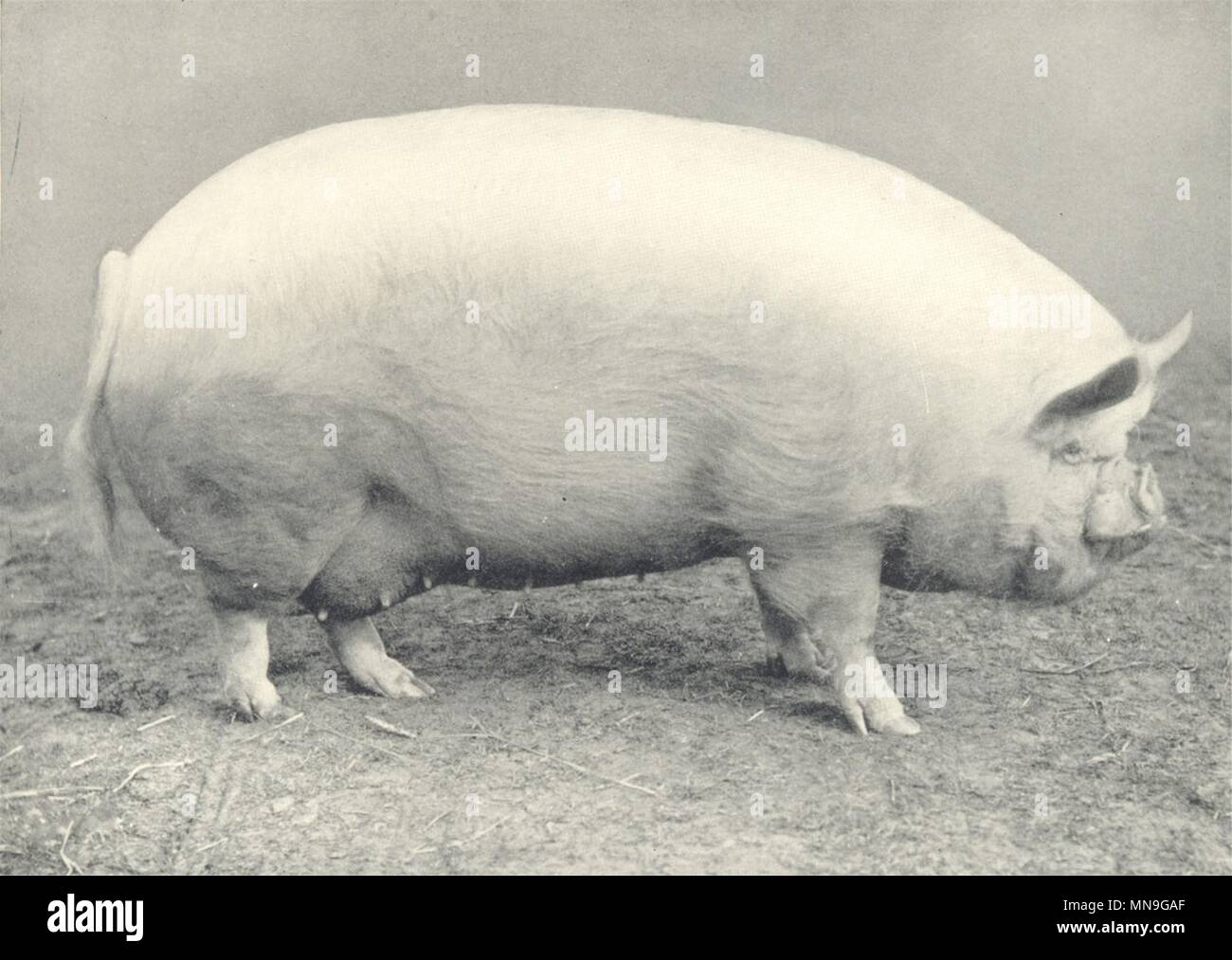 MIDDLE WHITE SOW."Walton Rose 39th. winner prize champion,RASE.show ...