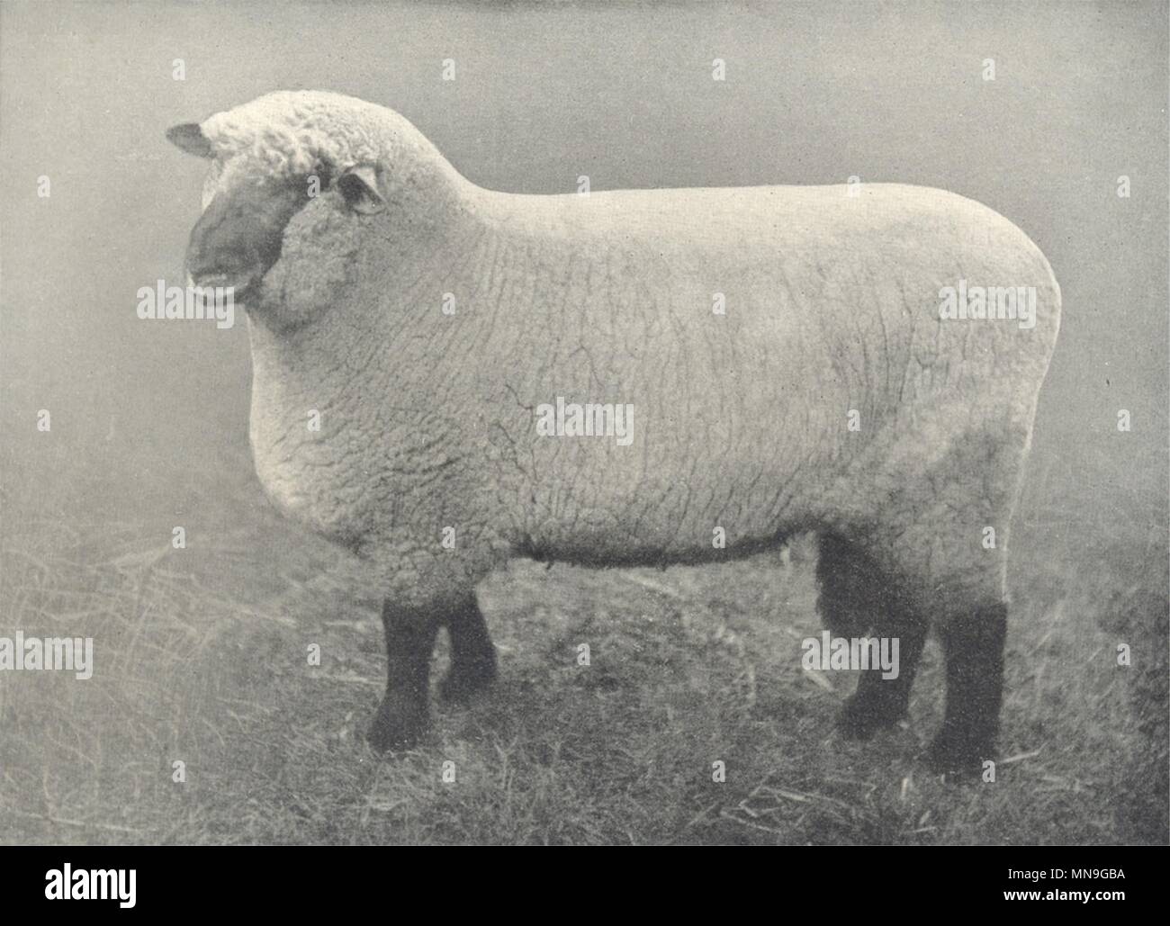 SHEEP. Oxford Down Ram first and champions, Oxford county show, 1909 ...