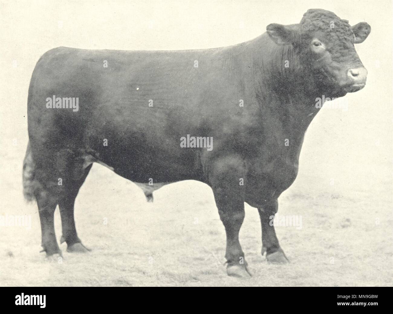 Bull durham hi-res stock photography and images - Alamy