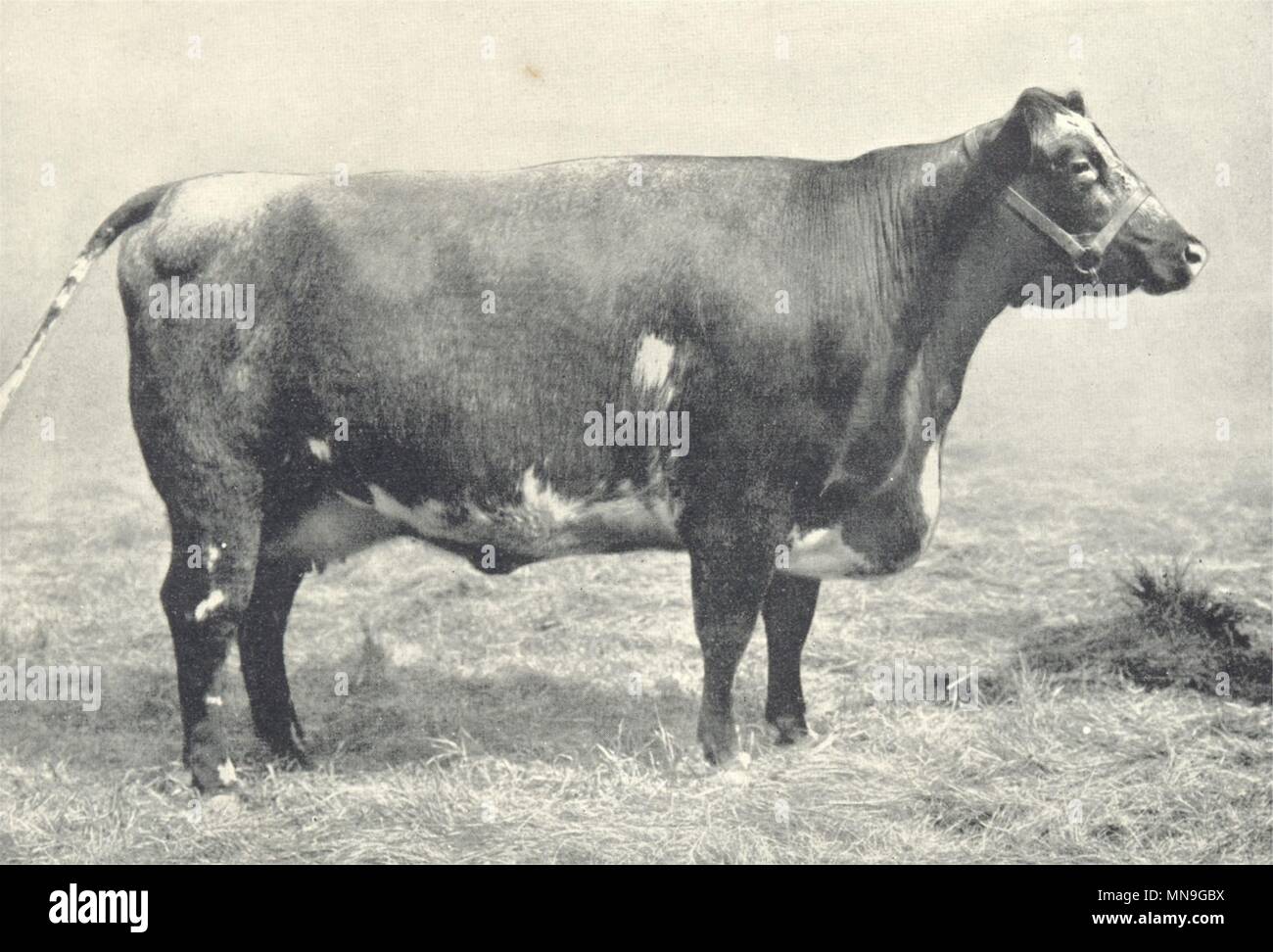 Durham cattle hi-res stock photography and images - Alamy