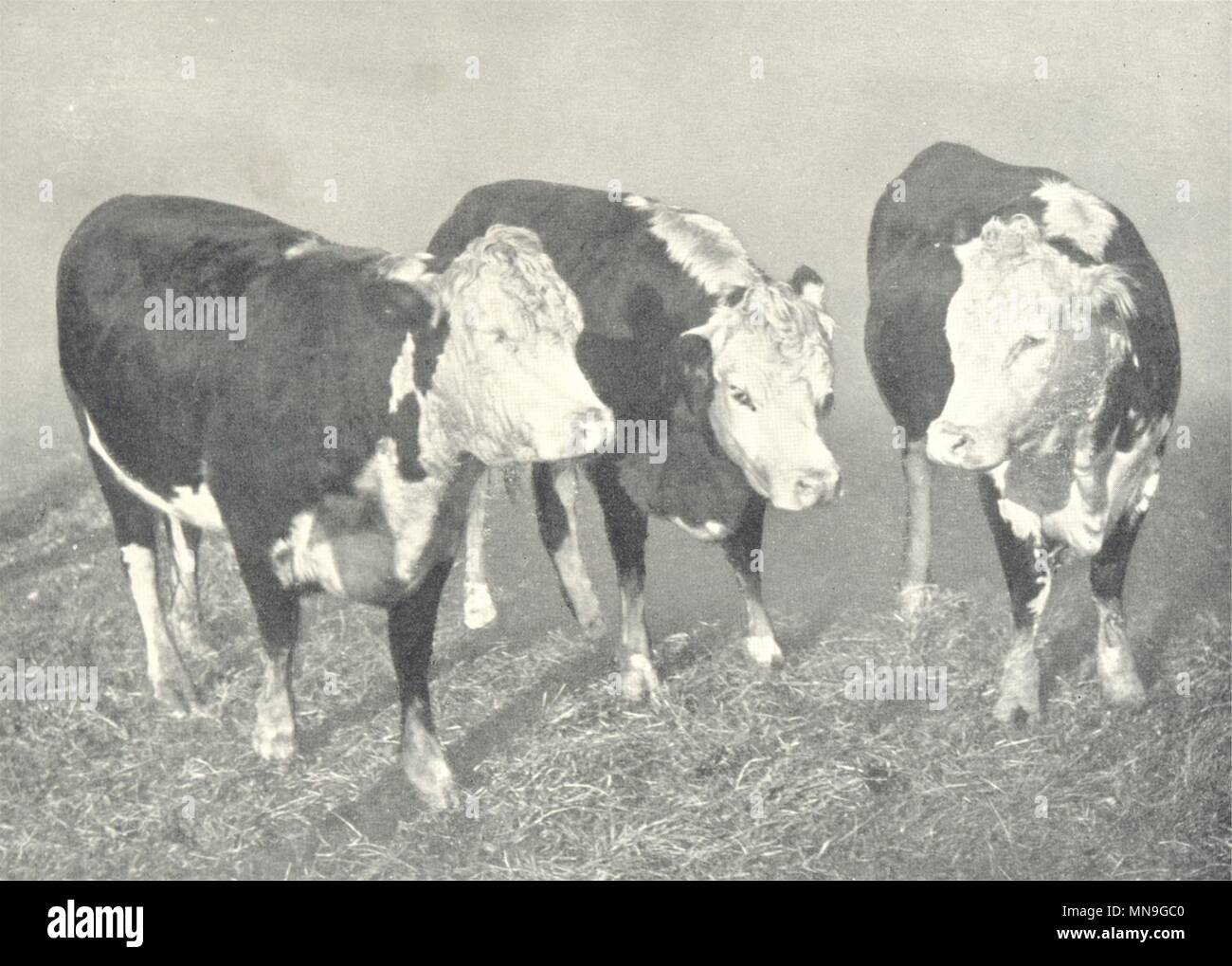 CATTLE. Double Standard Polled Hereford Cows 1912 old antique print ...