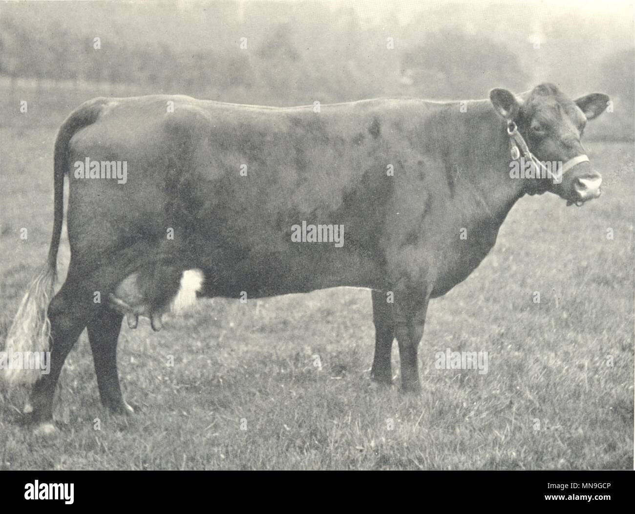RED POLLED COW. "Desirée Johnston" prize winner, London Dairy show 1905 ...