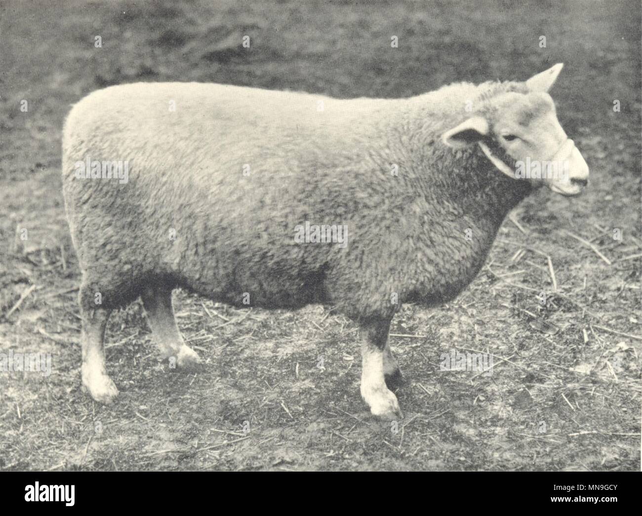 Vintage prize winner hi-res stock photography and images - Alamy