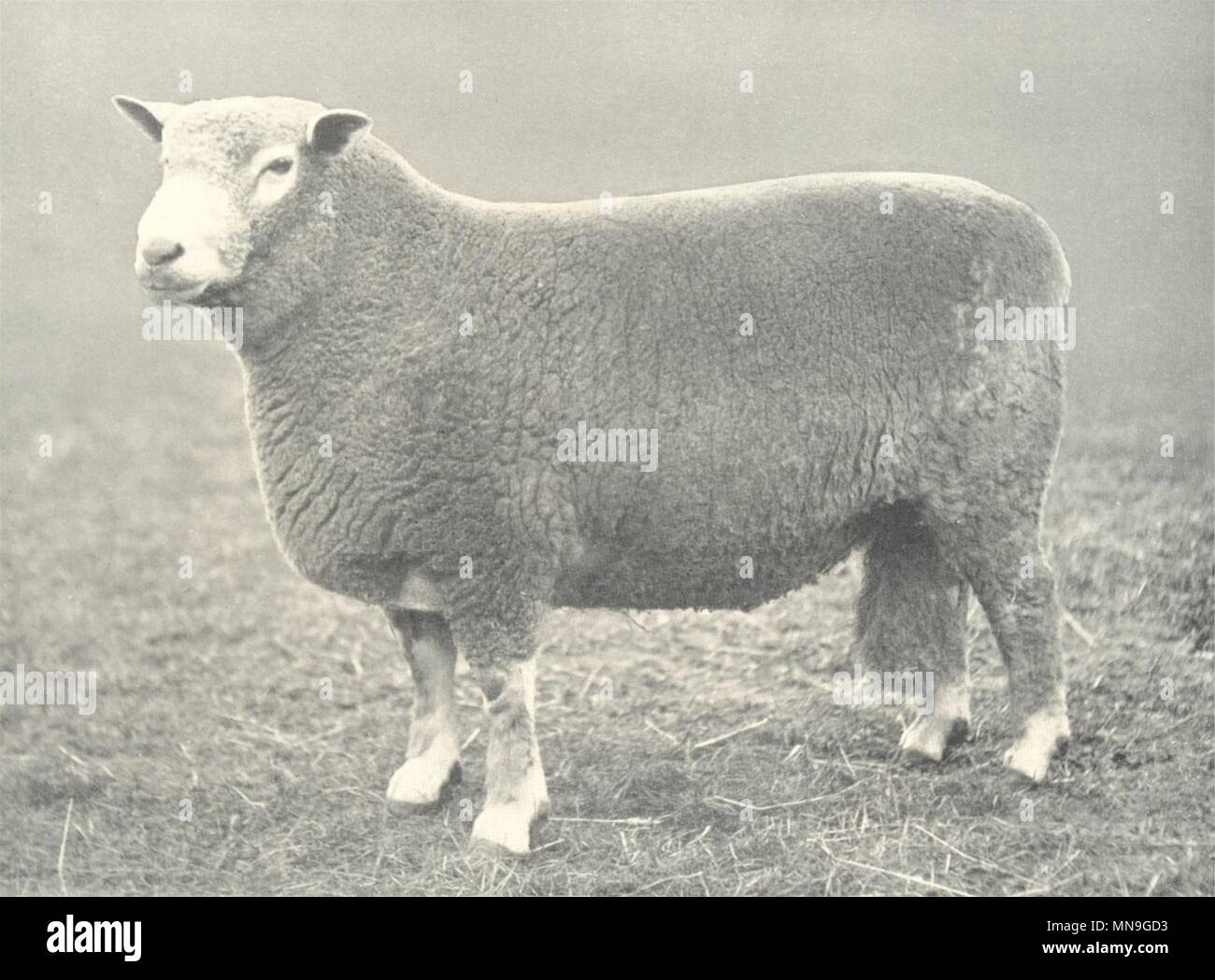 Ryeland ram hi-res stock photography and images - Alamy