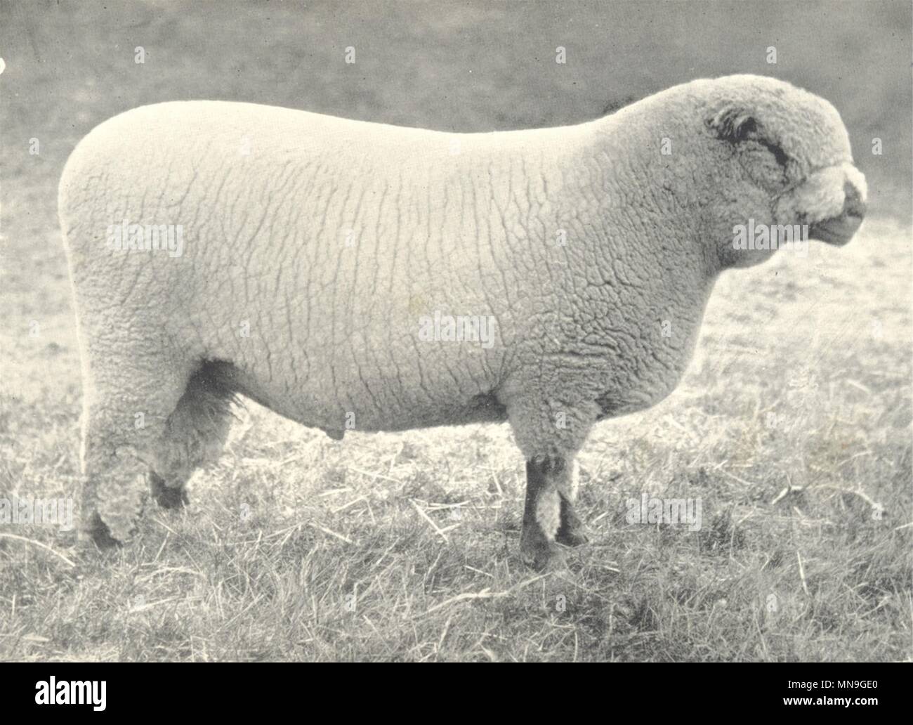 SHEEP. Shropshire Shearling Ram first prize winner, RASE. show, 1908 ...
