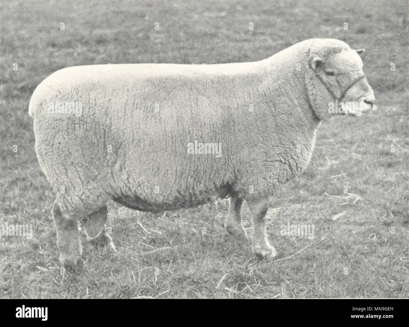 SHEEP. Southdown Two-Shear Ram first at RASE. show, 1910 1912 old print ...