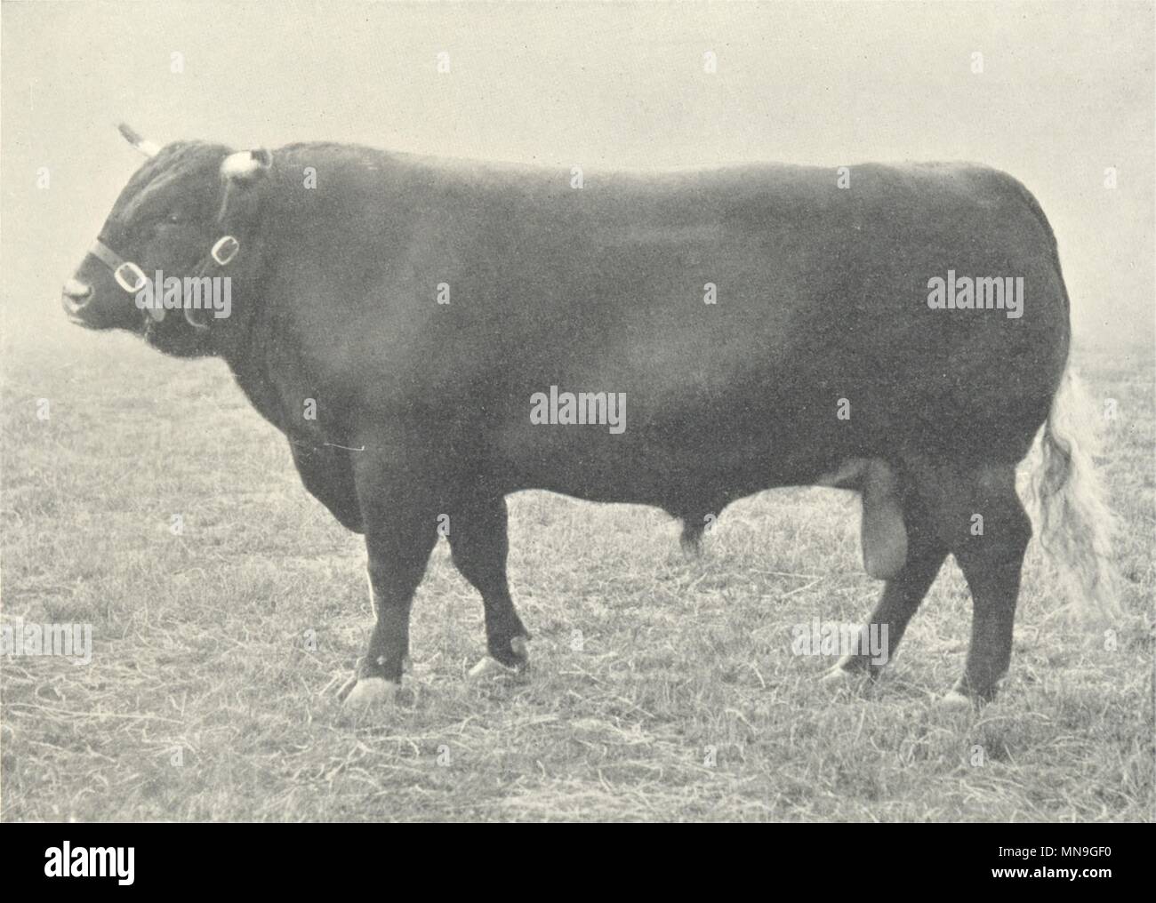 CATTLE. Sussex Bull "Apsley Liberty" first at RASE show 1910 1912 old ...