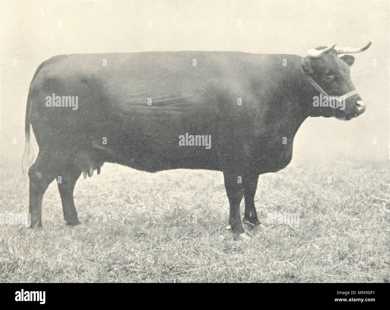Vintage girl and cow hi-res stock photography and images - Alamy