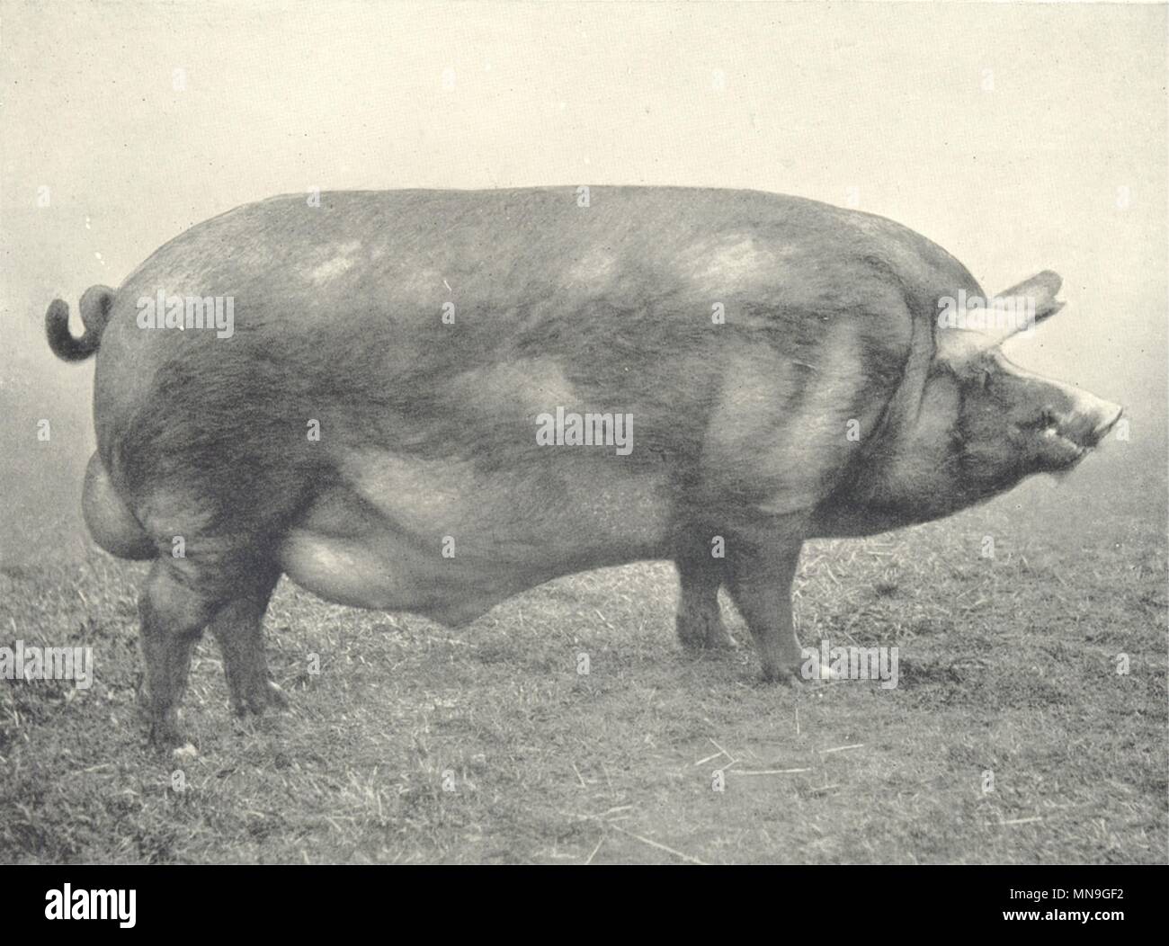 Old boar hi-res stock photography and images - Alamy