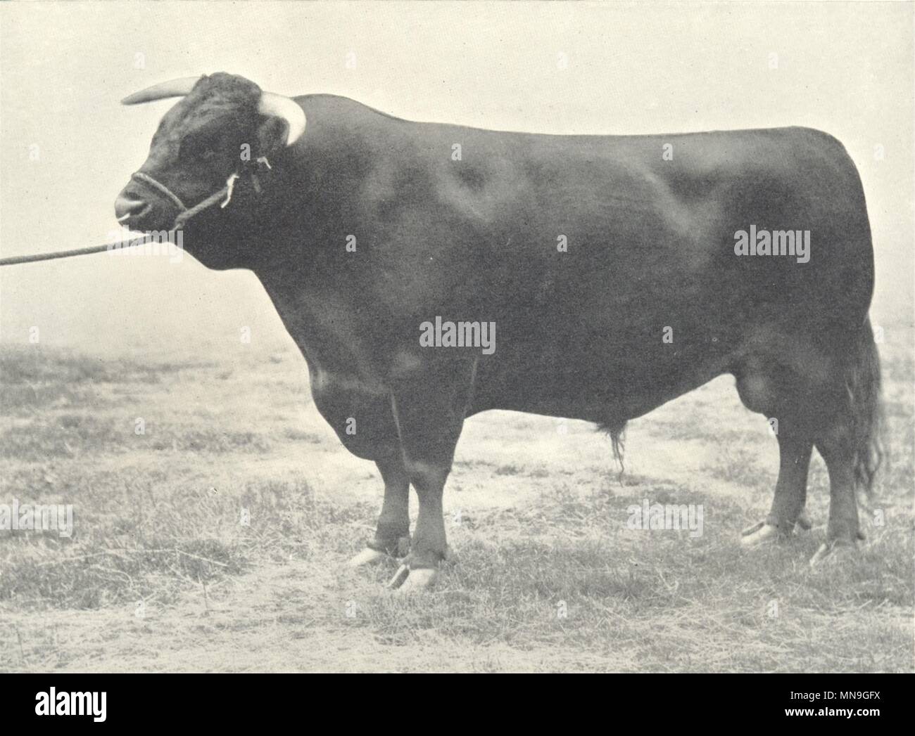 CATTLE. Welsh Bull "Wern Goalkeeper" first at RASE show 1910 1912 old ...