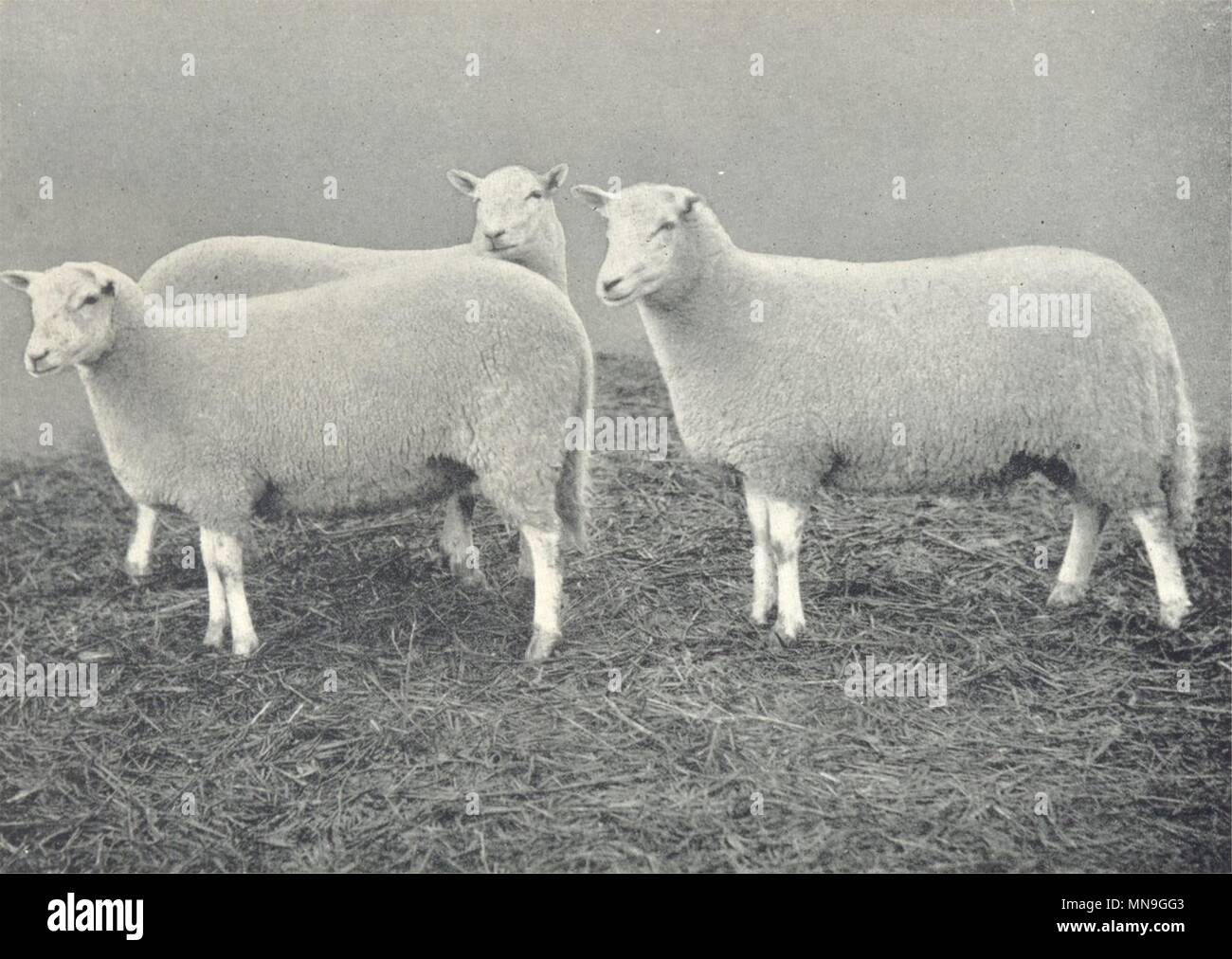 SHEEP. Welsh Mountain Yearling Ewes first at RASE show, 1910 1912 old ...