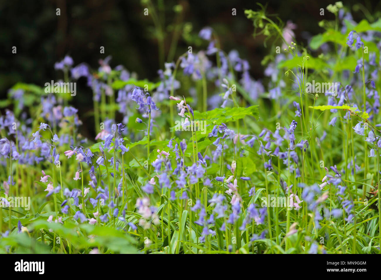 Bells of ireland plants hi-res stock photography and images - Alamy