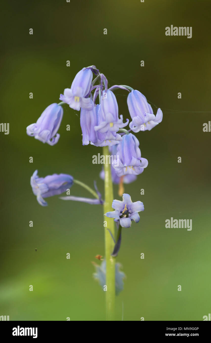 Woodland blue native bells hi-res stock photography and images - Alamy