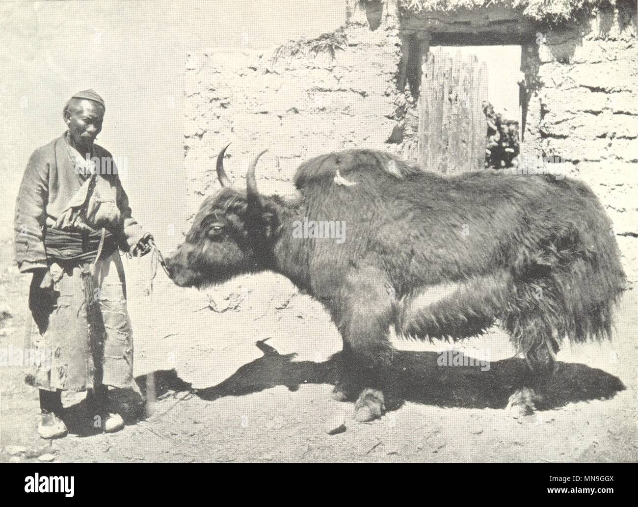 MAMMALS. Yak 1912 old antique vintage print picture Stock Photo - Alamy