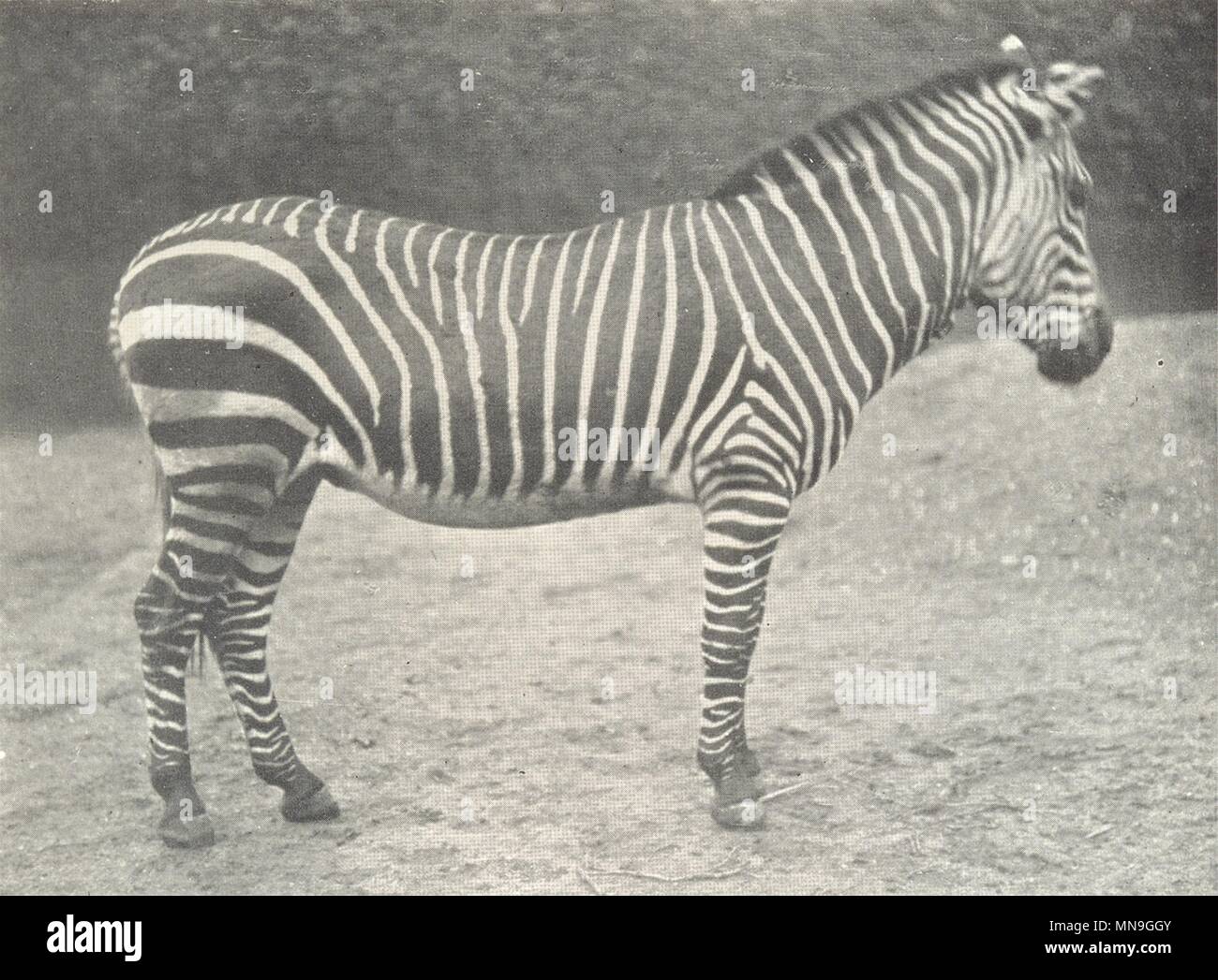 ZEBRAS. Mountain Zebra 1912 old antique vintage print picture Stock ...