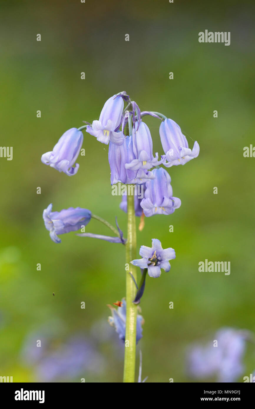 Woodland blue native bells hi-res stock photography and images - Alamy