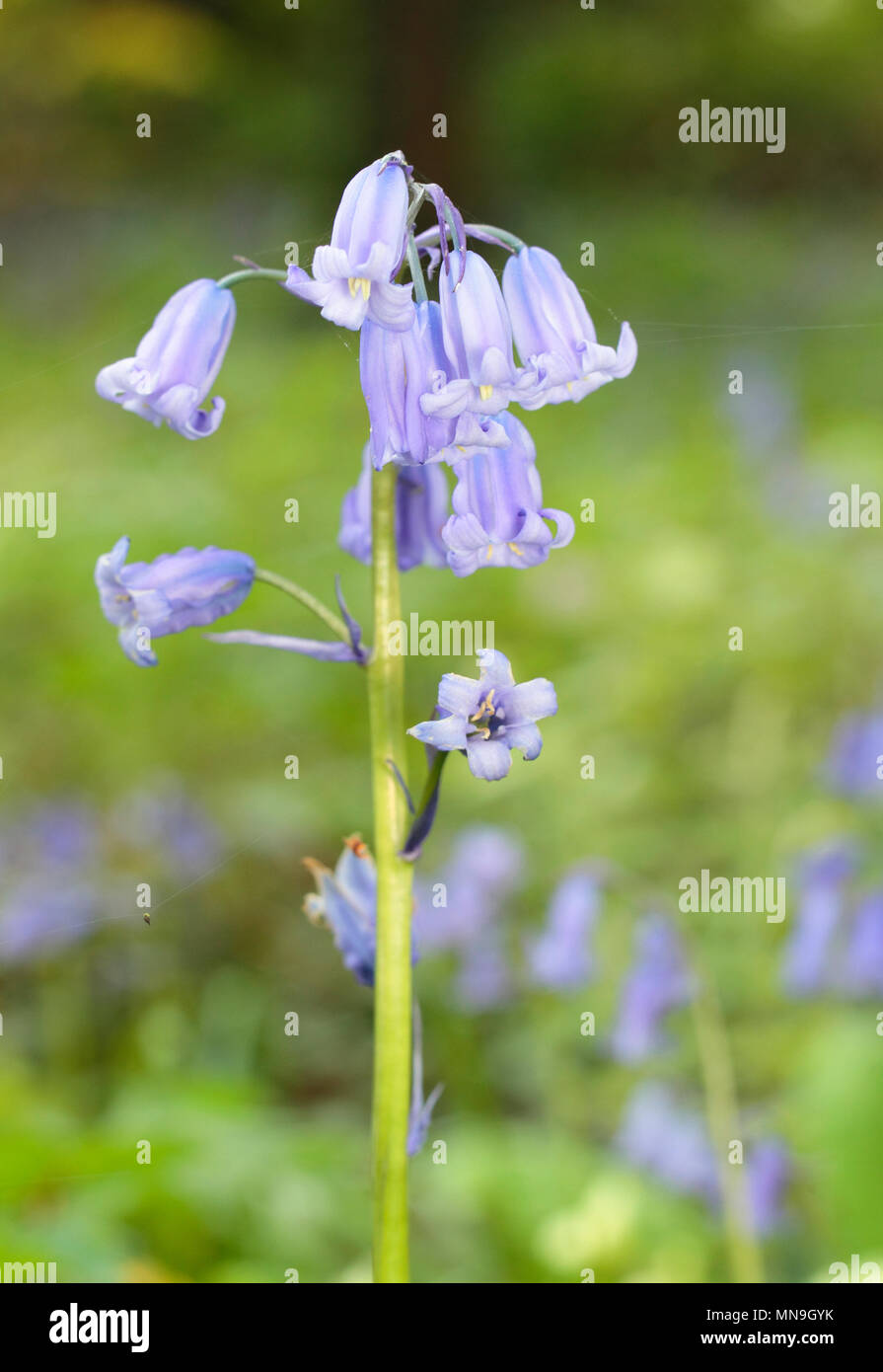 Bells of ireland plants hi-res stock photography and images - Alamy