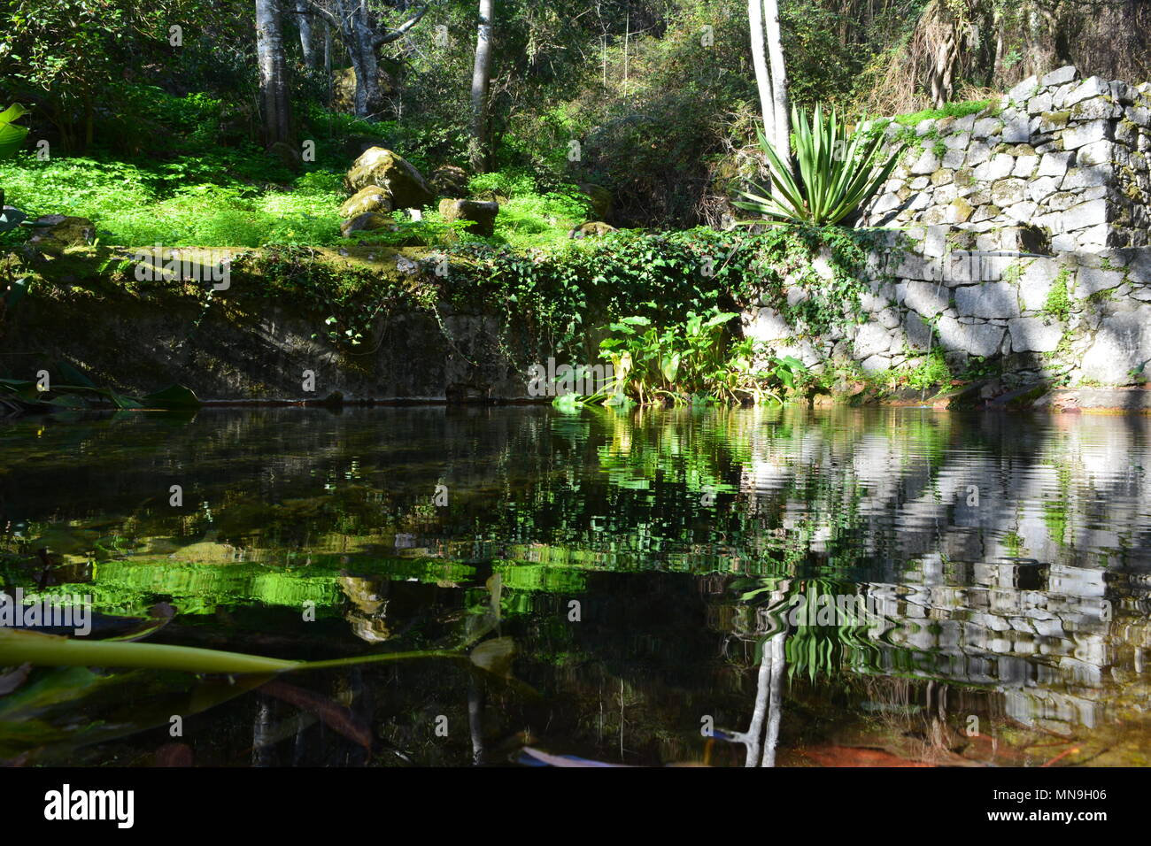 Vegetation of the algarve hi-res stock photography and images - Alamy