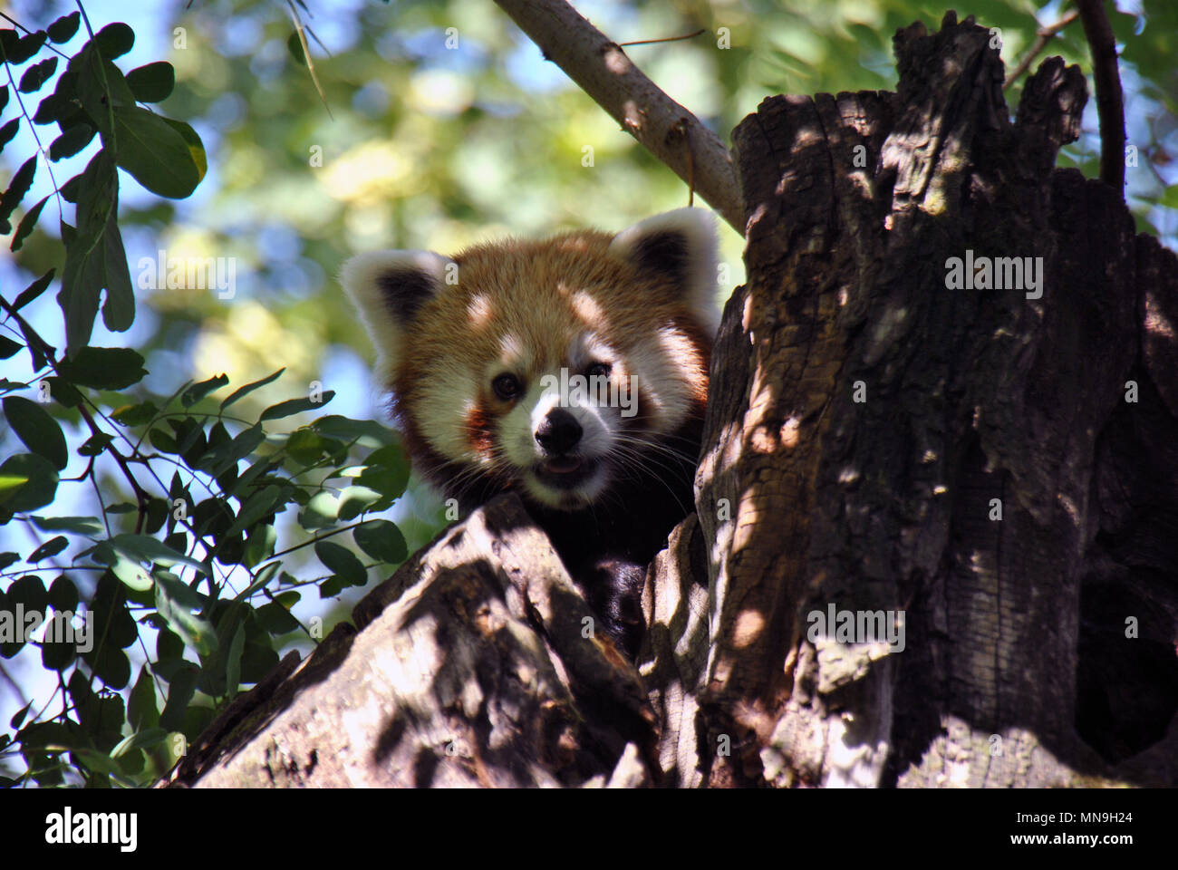 Red Panda hiding in a tree looking curiously at the camera Stock Photo ...
