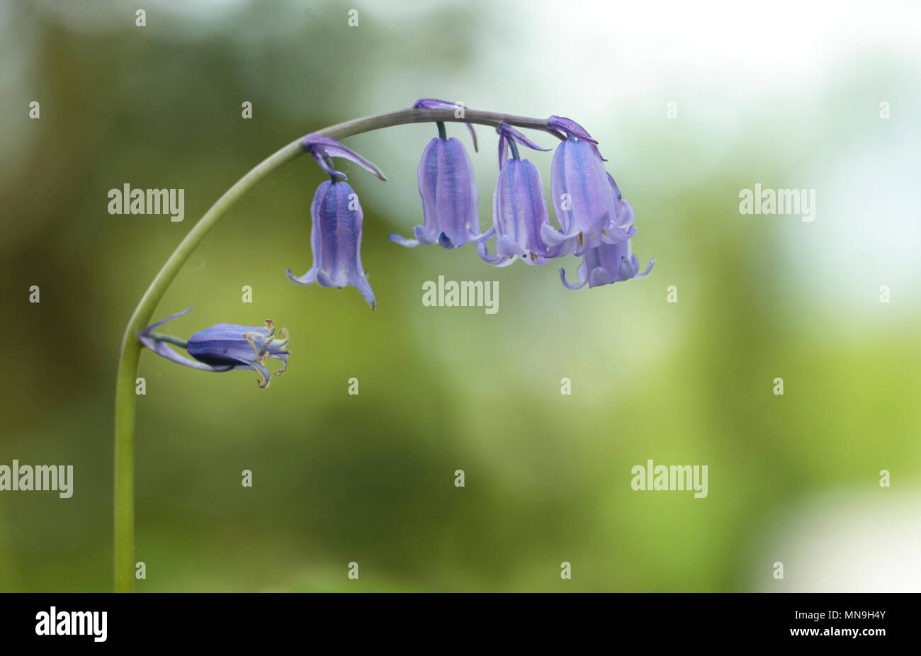 Woodland native natural bells hi-res stock photography and images - Alamy