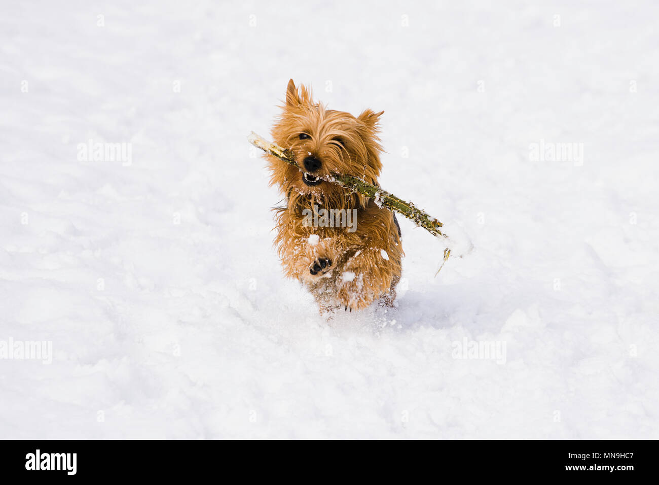 Yorkshire Terrier for a walk in the winter Stock Photo - Alamy