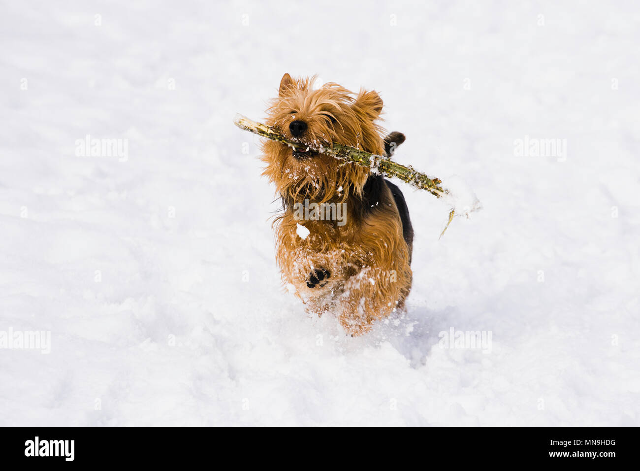Yorkshire Terrier for a walk in the winter Stock Photo - Alamy
