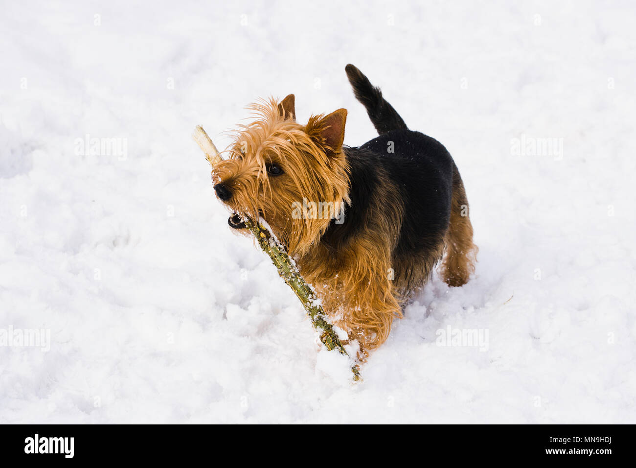 Yorkshire Terrier for a walk in the winter Stock Photo - Alamy