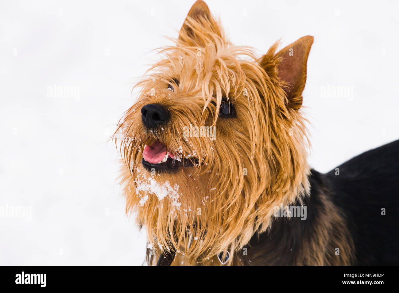 Yorkshire Terrier for a walk in the winter Stock Photo - Alamy