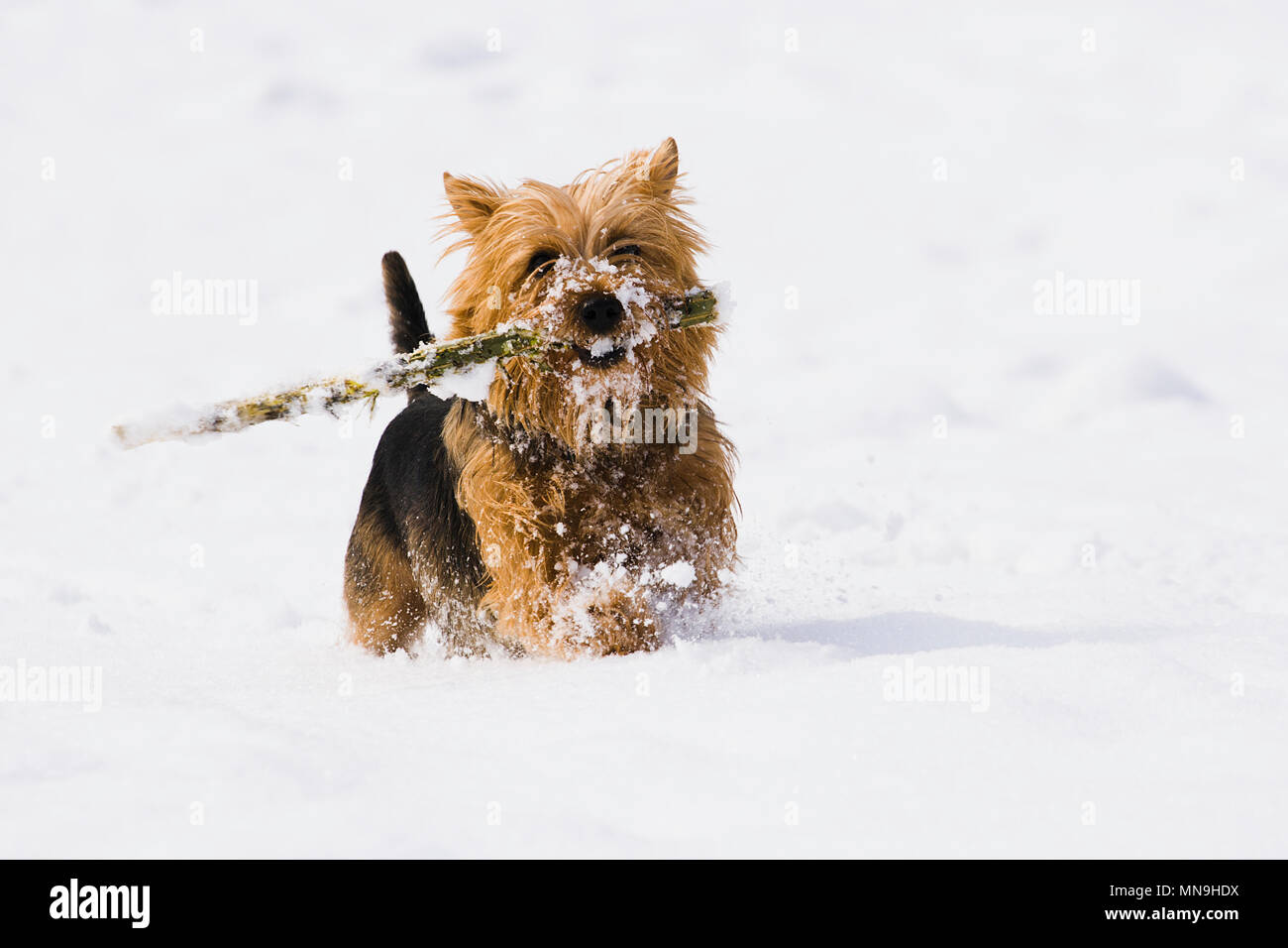 Yorkshire Terrier for a walk in the winter Stock Photo - Alamy