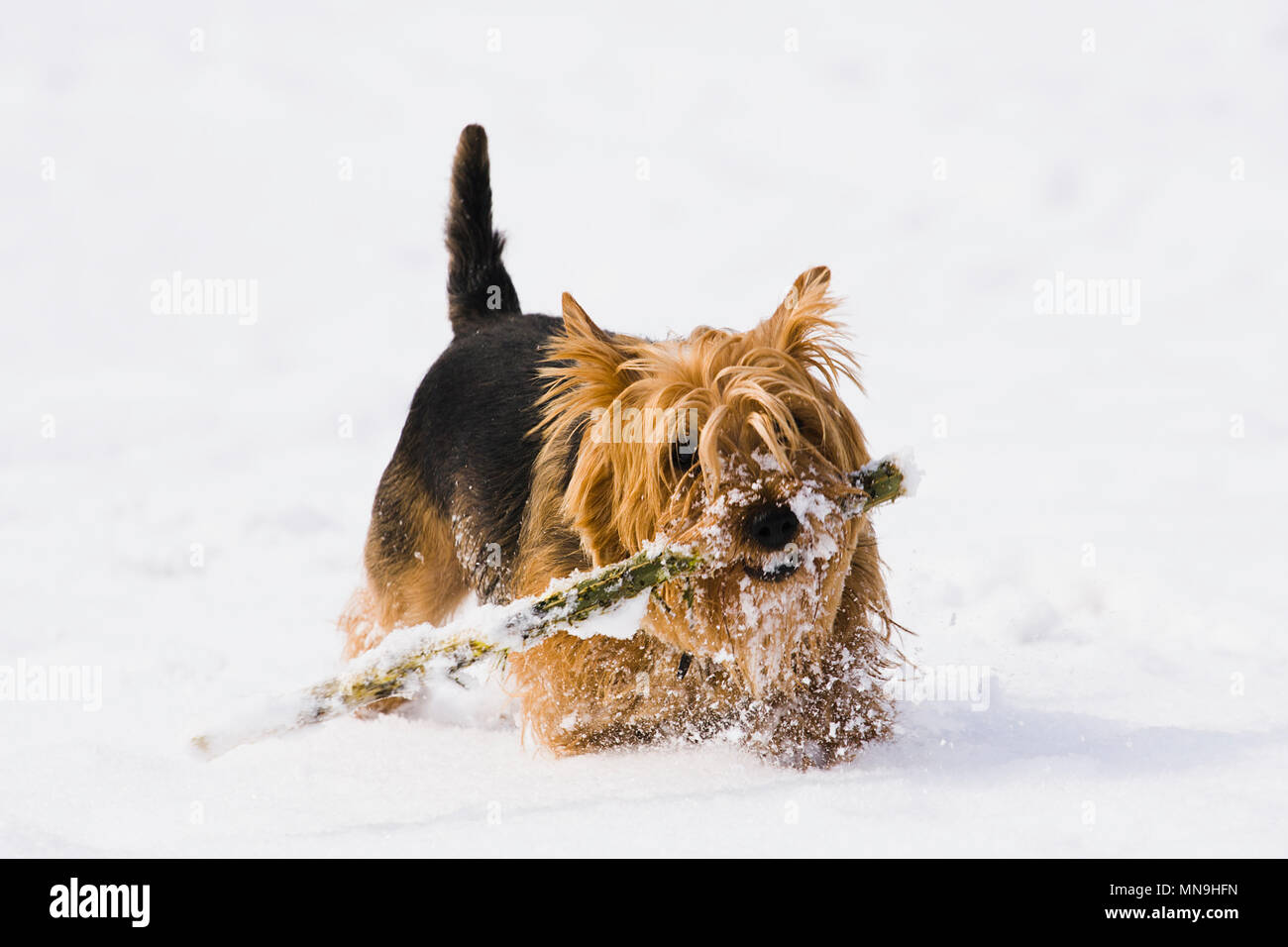 Yorkshire Terrier for a walk in the winter Stock Photo - Alamy