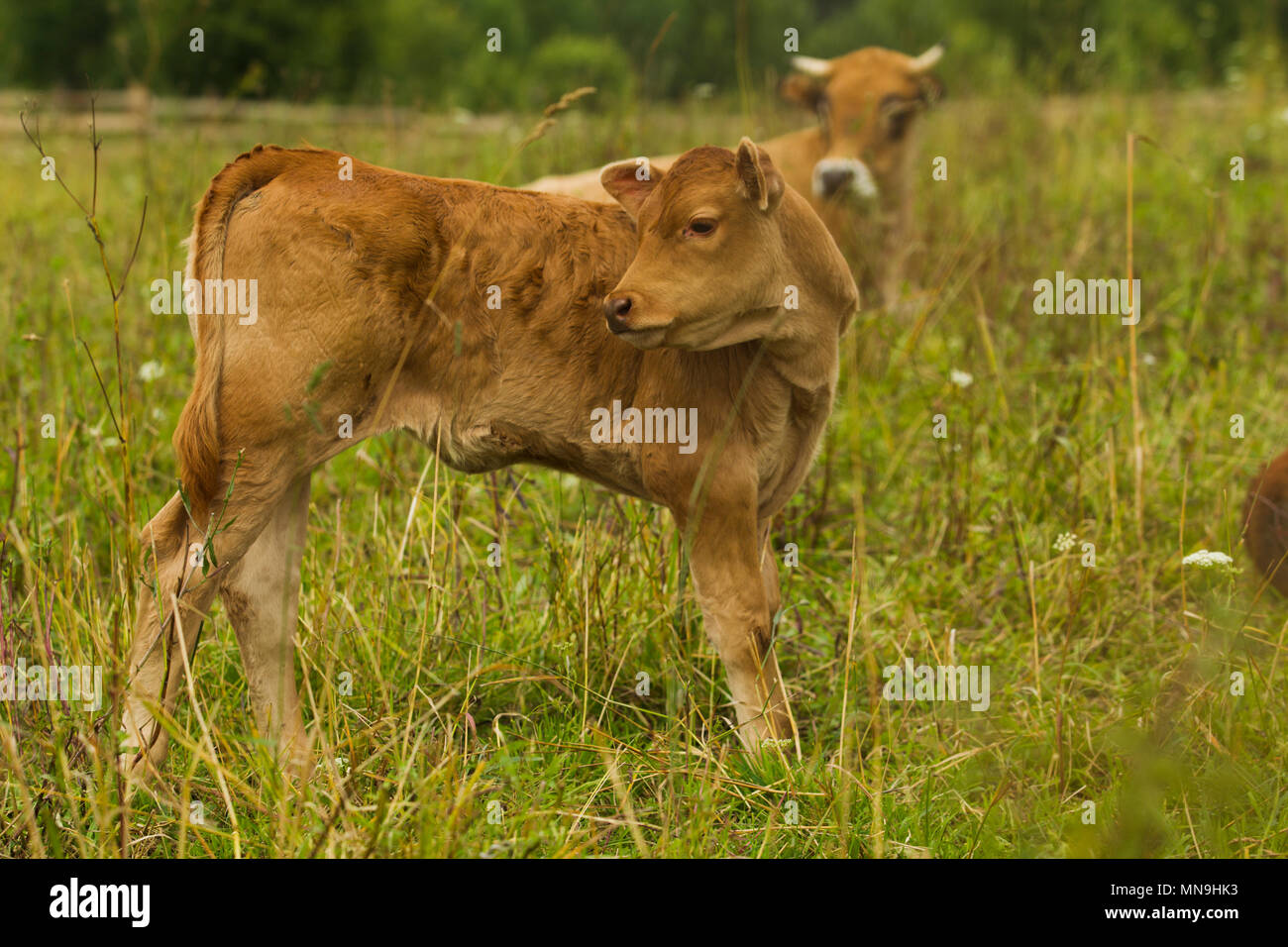 Calves lying on meadow grass hi-res stock photography and images - Alamy