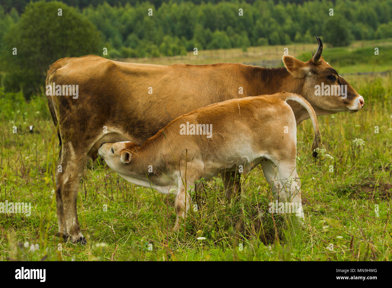 Cows drink pasture hi-res stock photography and images - Alamy