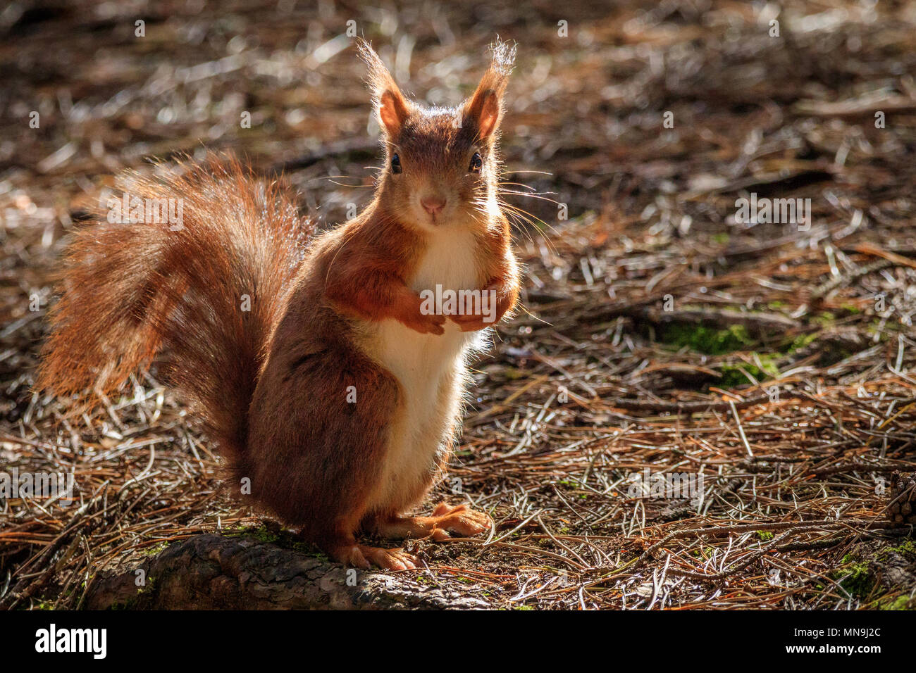 Tufty red squirrel ears hi-res stock photography and images - Alamy