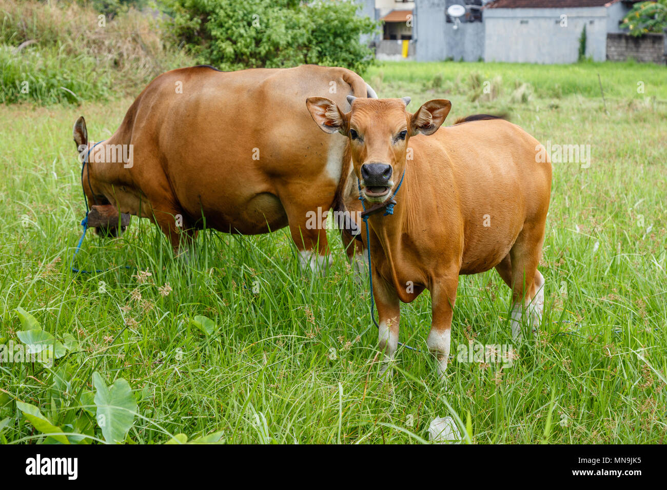 Domesticated Banteng (tembadau), cattle in Bali, Indonesia Stock Photo ...