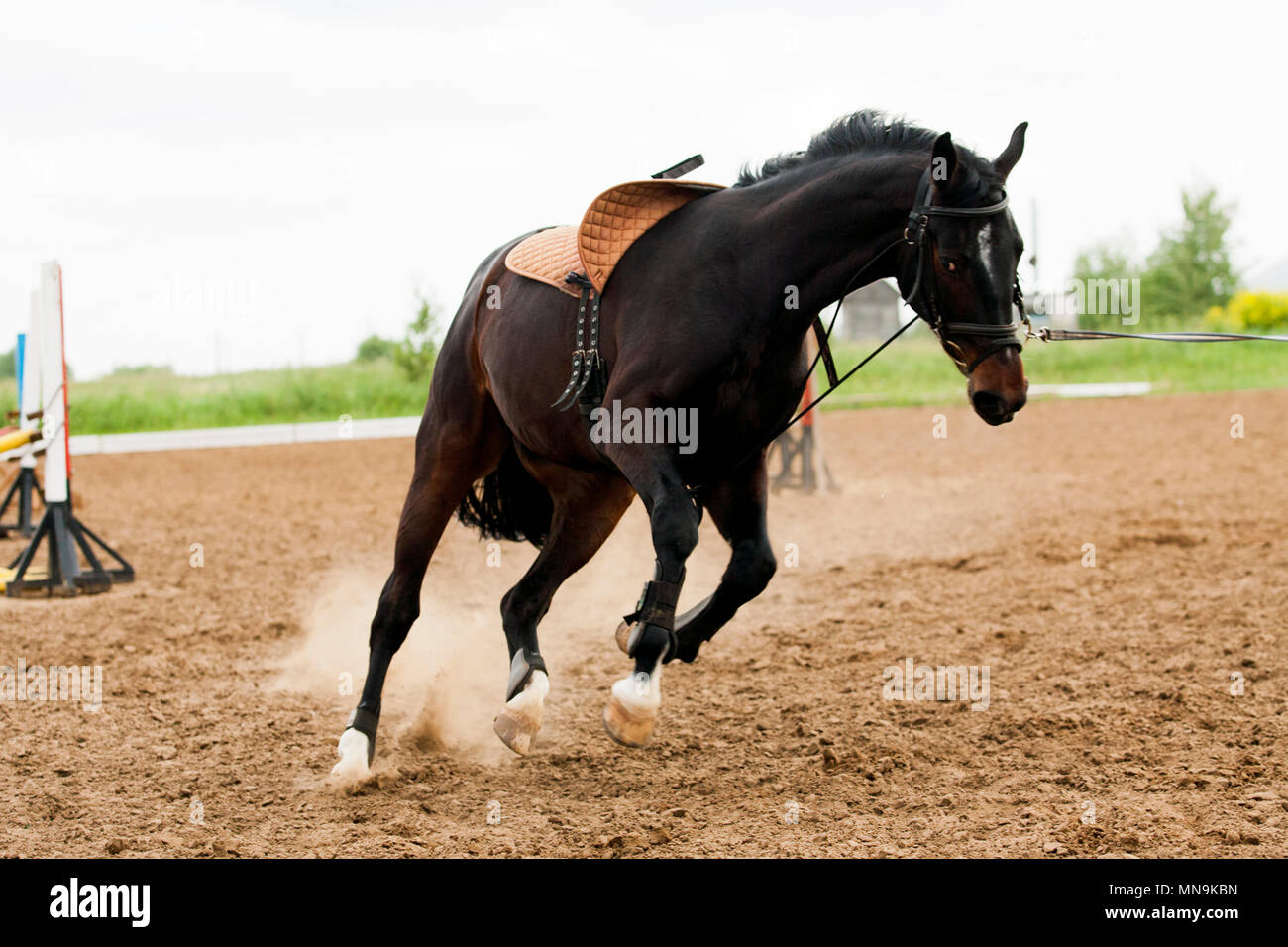 Horse exercise hi-res stock photography and images - Alamy