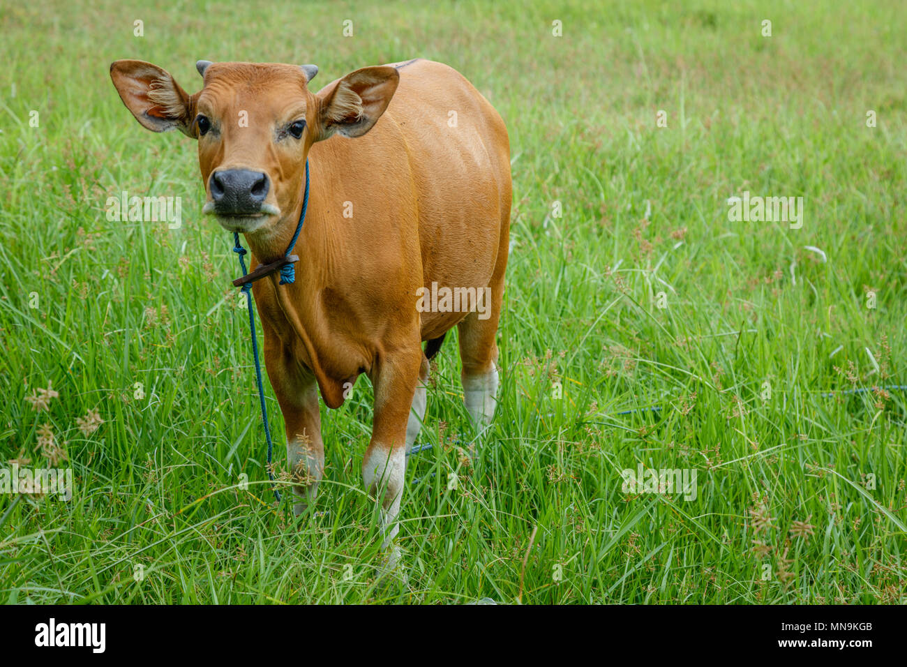 Domesticated Banteng (tembadau), cattle in Bali, Indonesia Stock Photo ...
