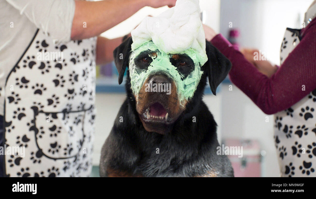 SHOW DOGS, Max (voice: Ludacris), 2018. © Global Road Entertainment ...