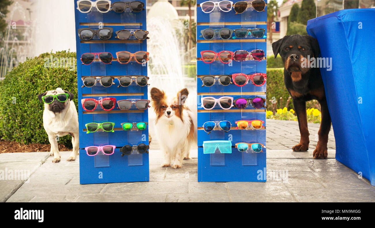 SHOW DOGS, from left: Sprinkles (voice: Gabriel Iglesias), Philippe ...
