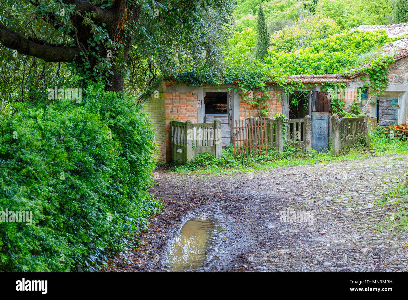 Overgrown old backyard with shed on a farm Stock Photo - Alamy