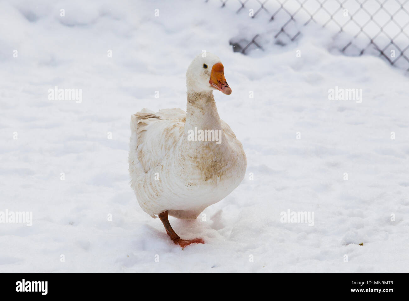 Walking white goose winter on snow-covered yard in the village Stock ...